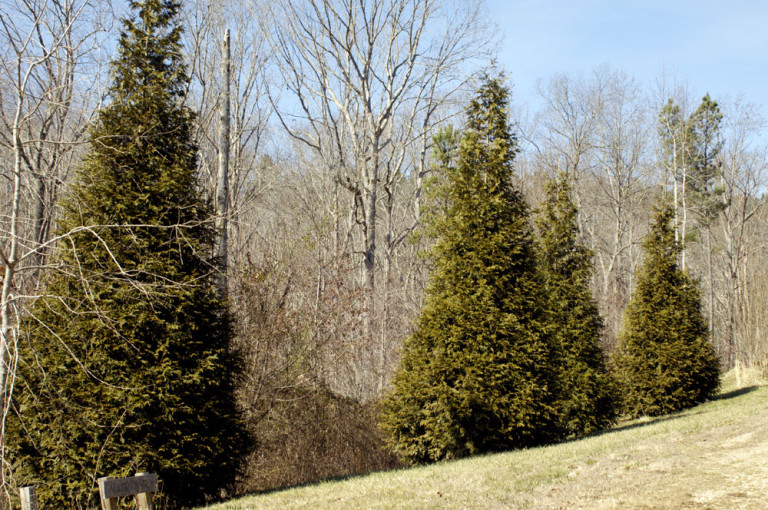 Arbor vitae trees – Into the Woods