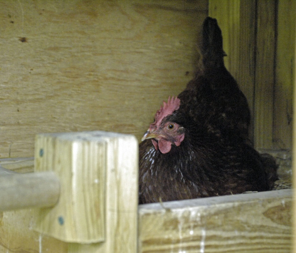 Setting hens – Into the Woods