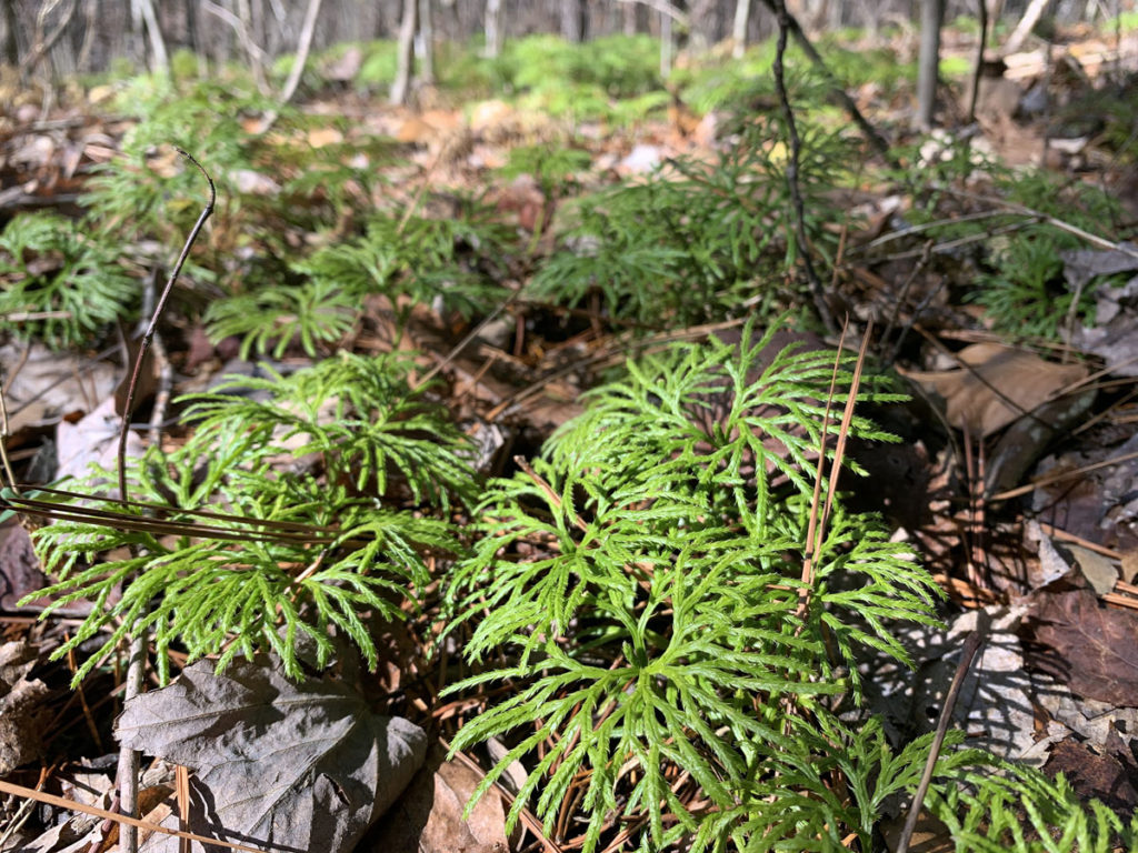 Running cedar – Into the Woods