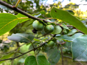 Into the Woods › Relocalization: From San Francisco to Acorn Abbey in ...