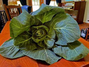 Into the Woods › Relocalization: From San Francisco to Acorn Abbey in ...